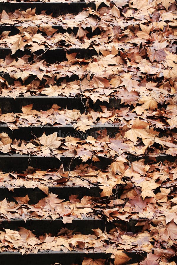 Defoliation on the steps stock photo. Image of defoliate - 13096862