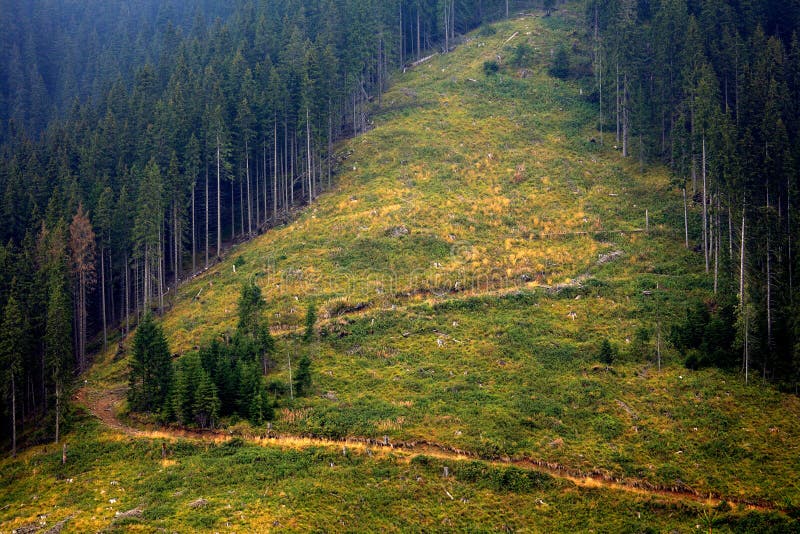 Deforest stock image. Image of trunk, vegetation, environment - 3079049