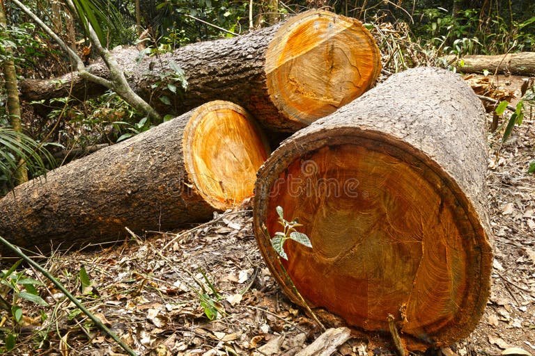 1,286 Amazon Rainforest Deforestation Conservation Stock Photos - Free ...