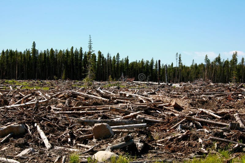 Swedish deforestation stock photo. Image of conservation - 30551734