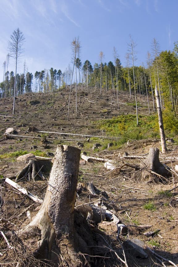 Deforestation stock photo. Image of wood, deforest, trees - 5109710