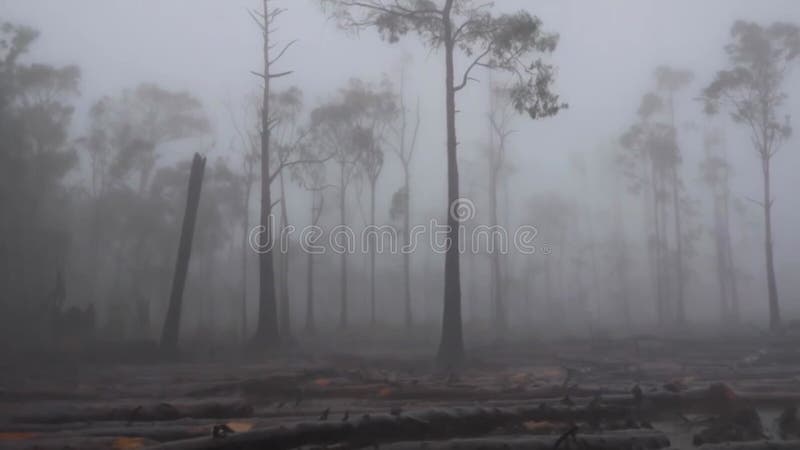 Deforestation in the Amazon Rainforest Stock Footage - Video of ...