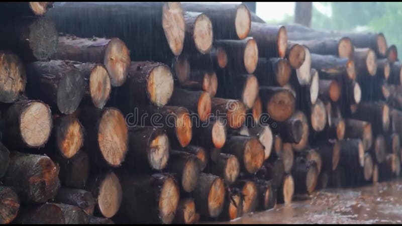 Deforestation in the Amazon Rainforest Stock Video - Video of disaster ...