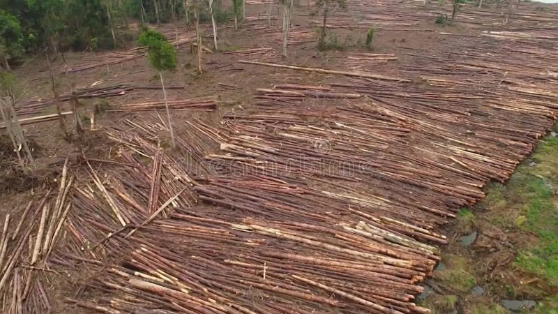Deforestation in the Amazon Rainforest Stock Footage - Video of ...