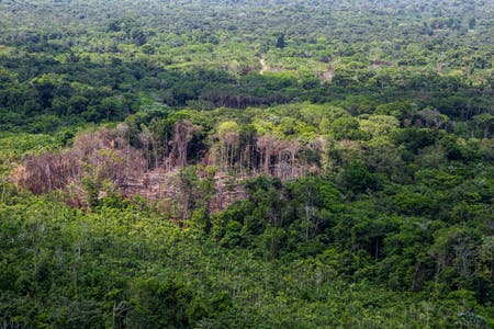 Patch of Forest Burnt To the Ground Stock Photo - Image of forest ...