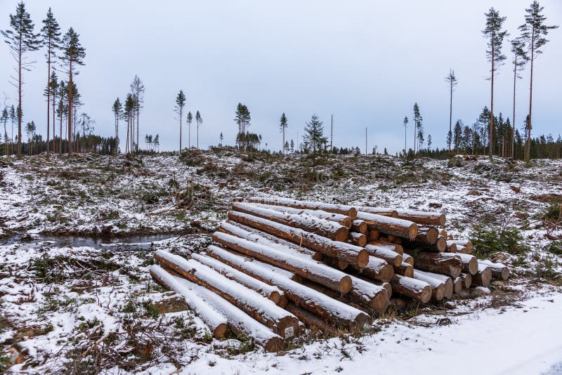 Swedish deforestation stock photo. Image of conservation - 30551734
