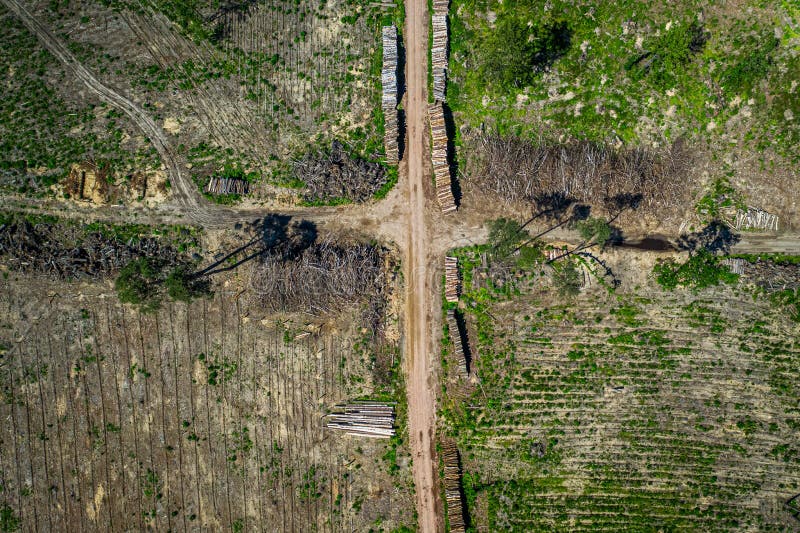 Deforestation As Environmental Destruction, Aerial View, Poland Stock ...