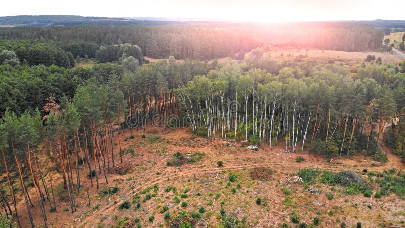 Deforestation Background. Disboscation of Trees on a Planet. Stock ...