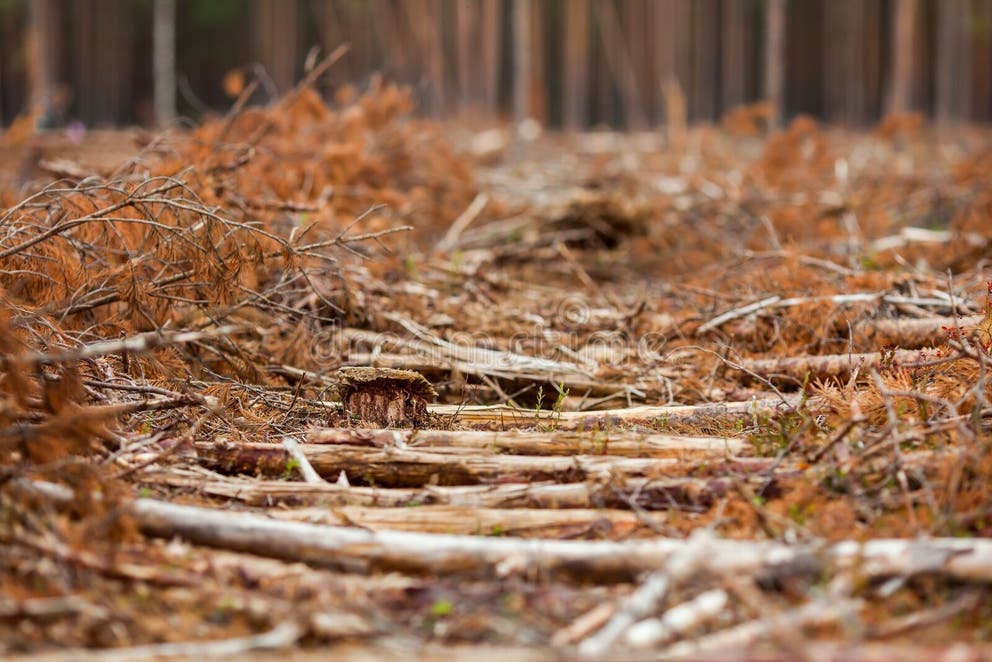 Deforestation. Background with Fallen Branches and Young Trees Stock ...