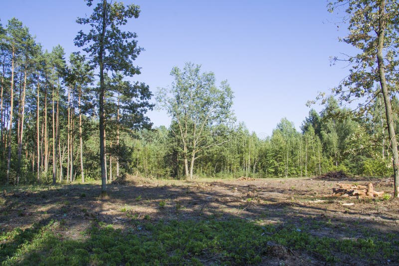 Deforestation of Beautiful Pristine Forest Areas Stock Image - Image of ...