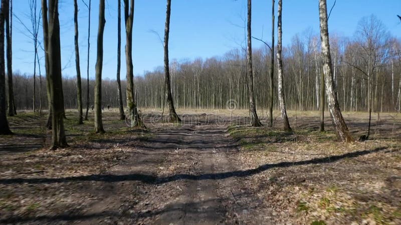 Deforestation of Beautiful Pristine Forest Areas. Foresters Plant Trees ...