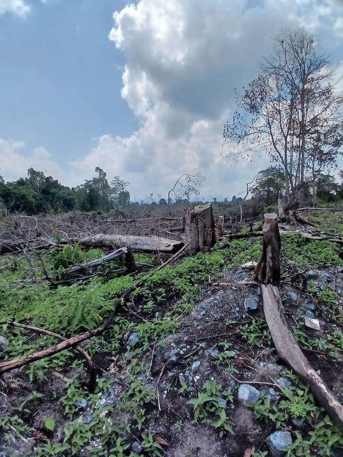 Deforestation stock image. Image of borneo, jungle, stop - 342585689