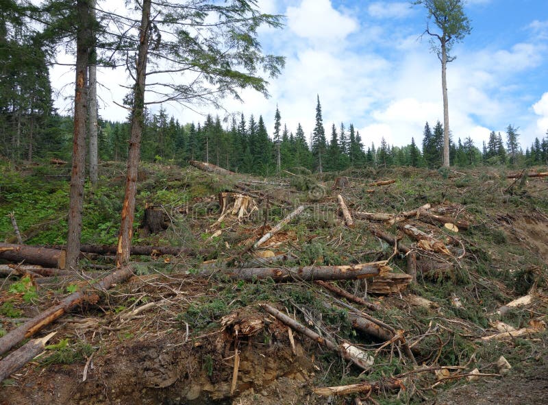 Deforestation in canada. stock photo. Image of clouds - 42253082