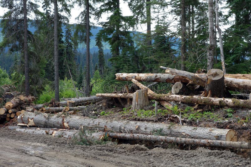 Deforestation in British Columbia Stock Image - Image of wood ...