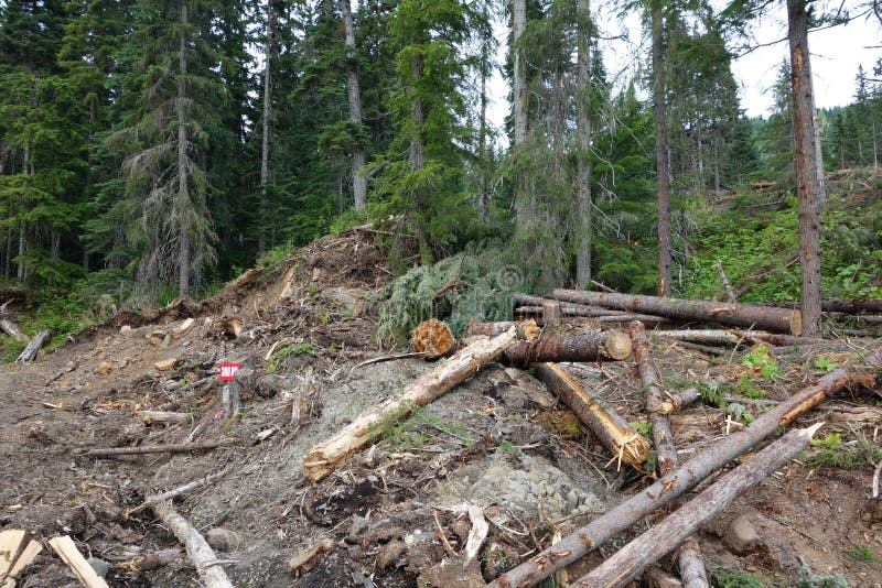 Deforestation in British Columbia Stock Photo - Image of green, pines ...