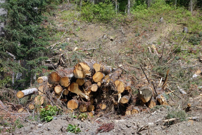 Deforestation in British Columbia Stock Image - Image of green, canada ...