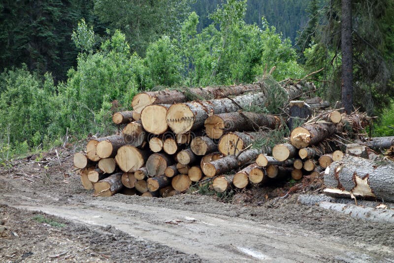 Deforestation in British Columbia Stock Photo - Image of pine, canada ...