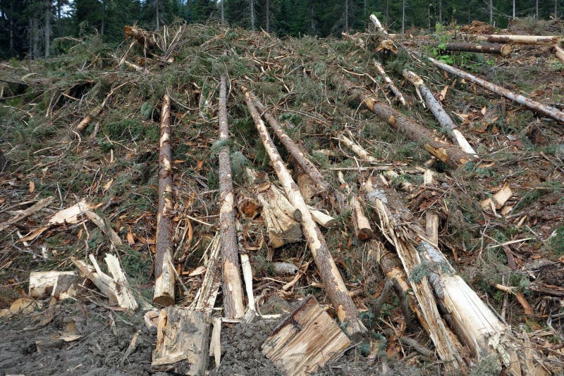 Deforestation in British Columbia Stock Image - Image of heaped, pines ...
