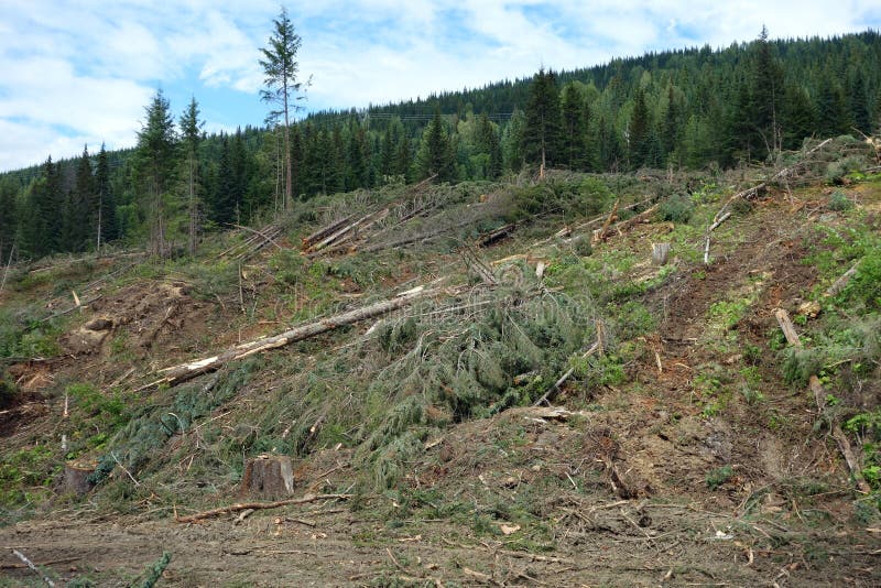 Deforestation in British Columbia Stock Photo - Image of green, pines ...