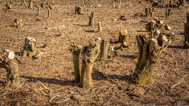 Deforestation stock image. Image of farming, clear, environment - 40518163