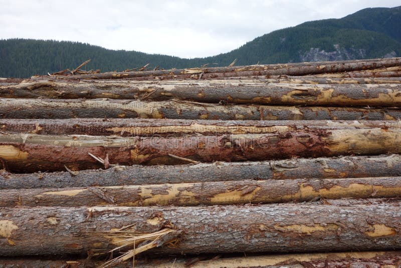 Deforestation in canada. stock photo. Image of clouds - 42253082