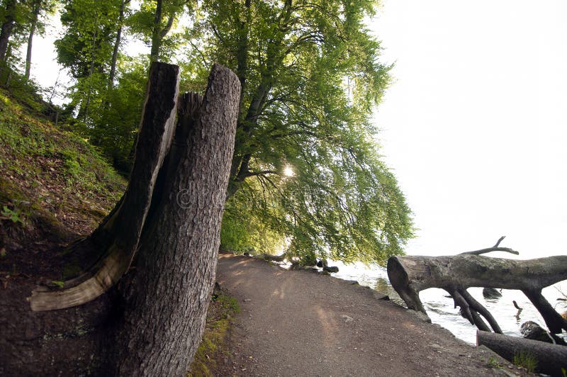 Deforestation: Chopped Tree Trunk Stock Photo - Image of interlaken ...
