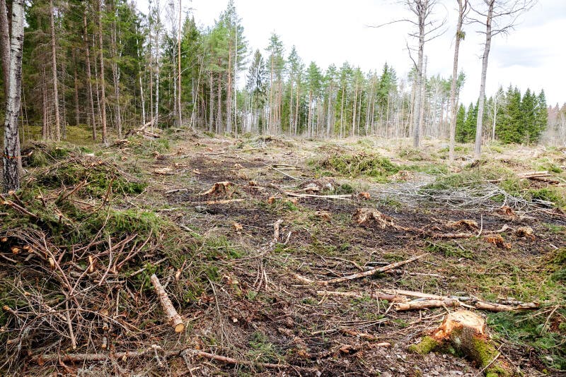 Deforestation / Clearcutting Stock Photo - Image of conservation ...
