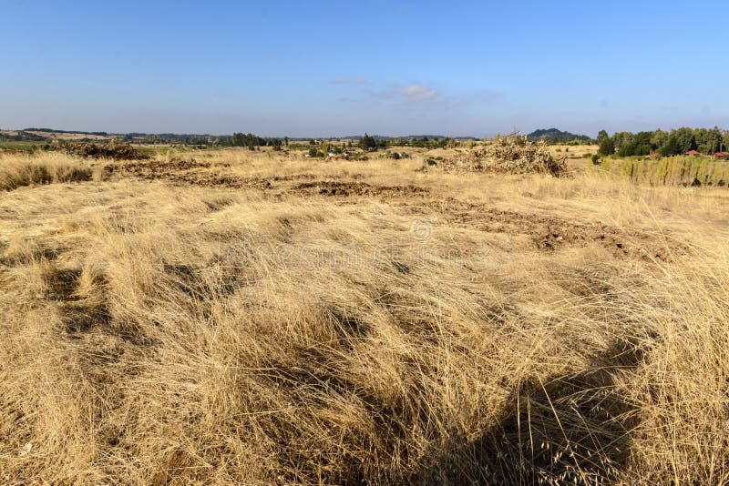 Deforestation in a Cleared Field. Stock Photo - Image of mountain ...