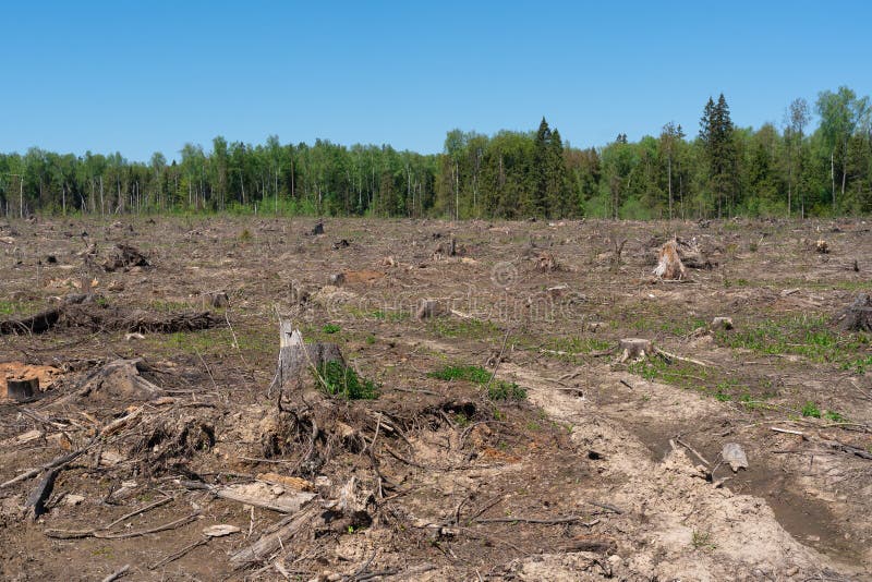 Clearing of the Territory from the Old Fallen Forest Stock Image ...