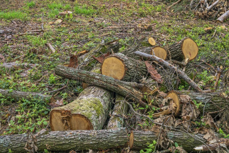 Deforestation Concept. Stumps, Logs and Branches of Tree after Cutting ...