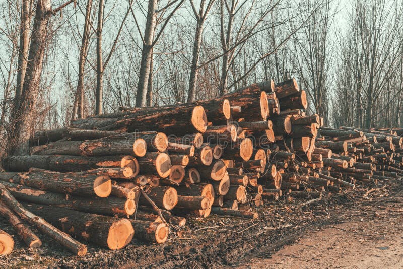Deforestation Concept - Logging Timber in Wood Industry, Pile of Cut ...