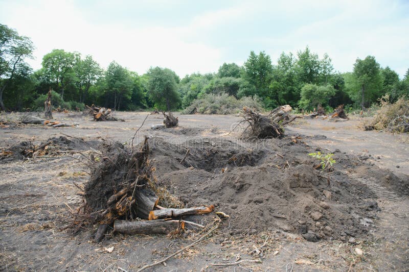 Deforestation Concept. Stump of Tree after Cutting Forest. Stock Image ... Deforestation Concept. Stump of Tree after Cutting Forest. Stock Image ...