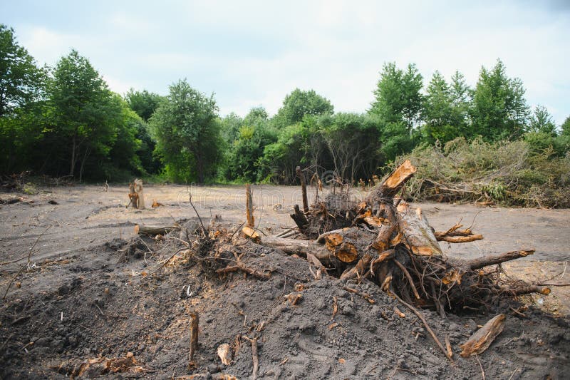 Deforestation Concept. Stump of Tree after Cutting Forest. Stock Photo ...
