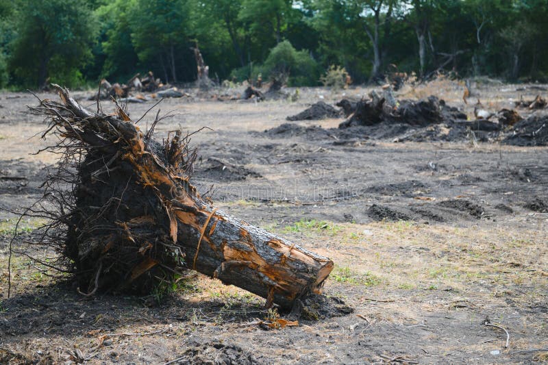 Deforestation Concept. Stump of Tree after Cutting Forest. Stock Image ...