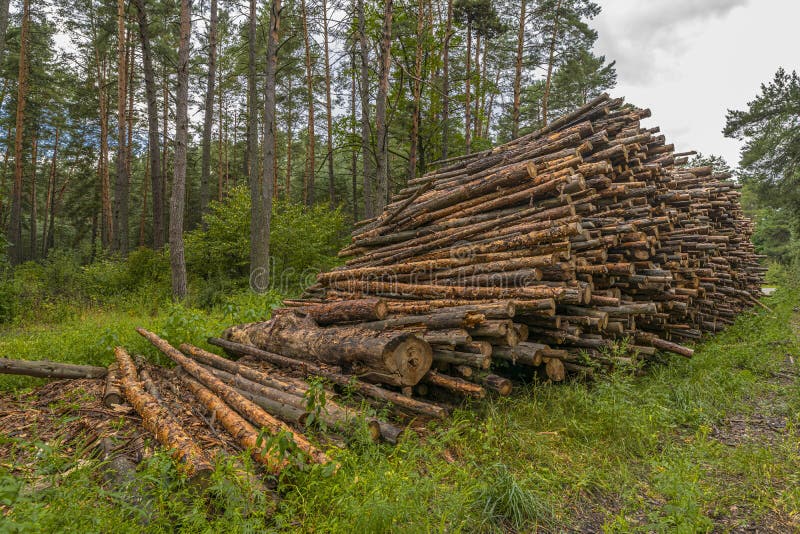 Deforestation Concept. Stumps, Logs and Branches of Tree after Cutting ...