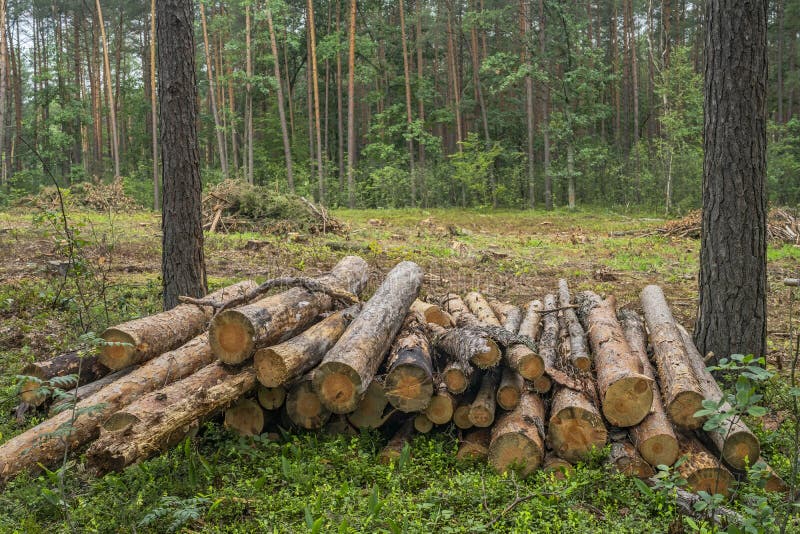 Deforestation Concept. Stumps, Logs and Branches of Tree after Cutting ...
