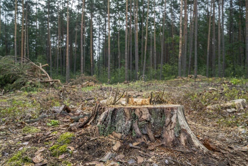 Deforestation Concept. Stumps, Logs and Branches of Tree after Cutting ...