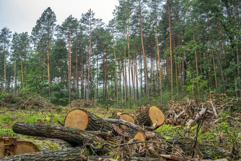 Deforestation Concept. Stumps, Logs and Branches of Tree after Cutting ...