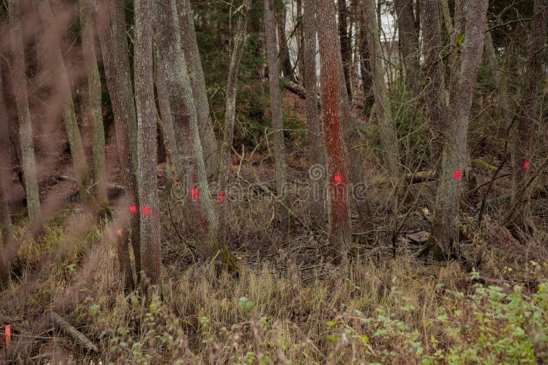 Deforestation Concept. Trees with Red Marks on the Bark, Label ...
