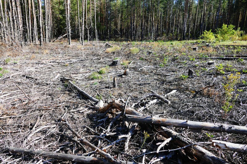 Deforestation. Conservation of the Environment and Climate Change ...