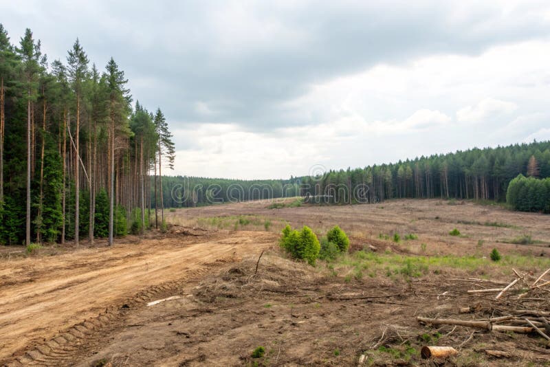 Deforestation Contrast: Uprooted Trees Against Remaining Forest ...