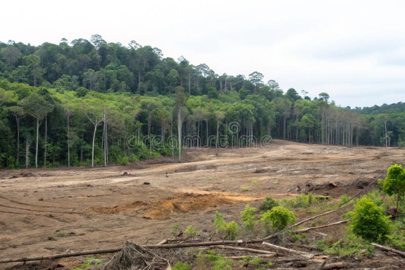 Deforestation Contrast: Uprooted Trees Against Remaining Forest ...