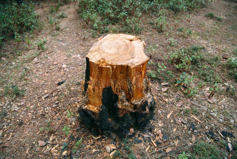 Indian Deforestation Cut Tree India Stock Image - Image of hardwood ...