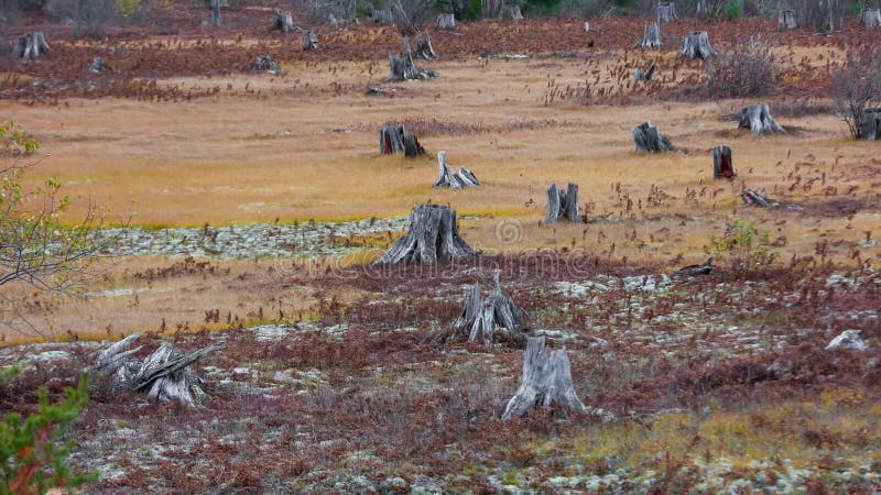 Deforestation and Cut Trees in Open Land Stock Image - Image of sawed ...