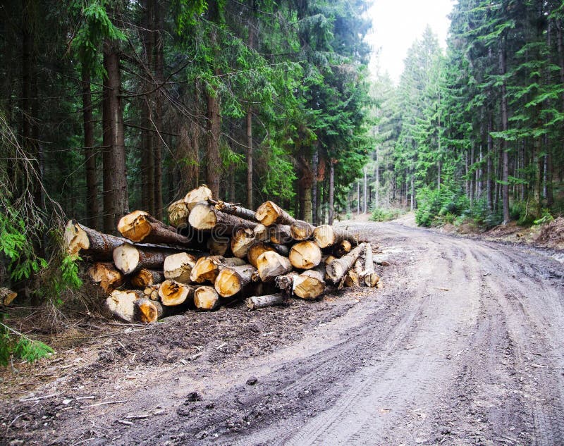 Deforestation Cutted Trees Side Forest Road Stock Photos - Free ...