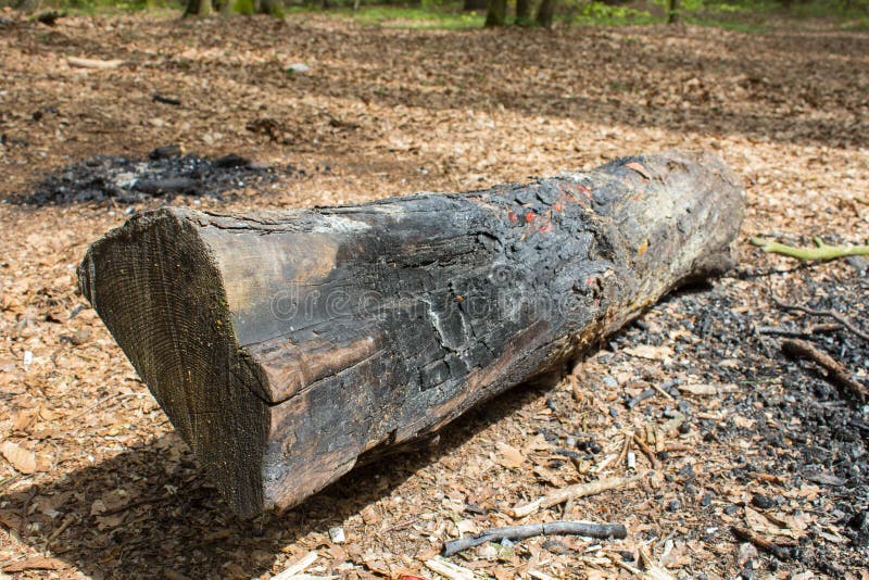 Trees Slash Pile Stock Photos - Free & Royalty-Free Stock Photos from ...