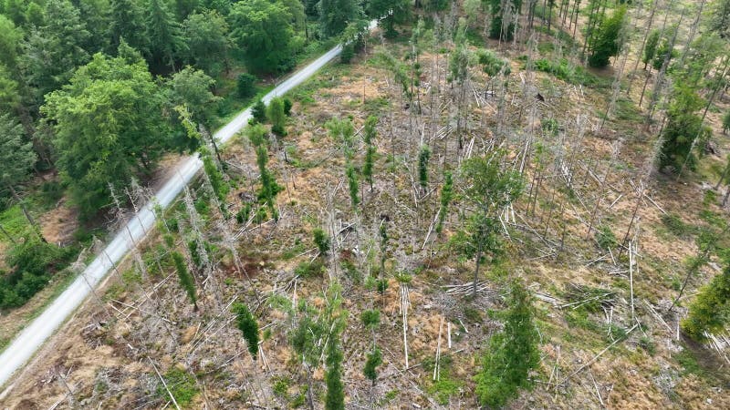 Deforestation, Dead Trees and Forest Dieback - Aerial View Stock ...