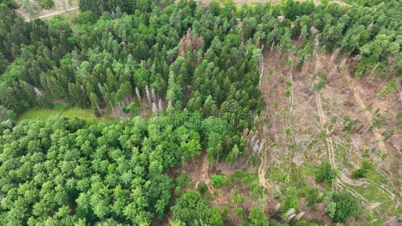 Deforestation, Dead Trees and Forest Dieback - Aerial View Stock ...