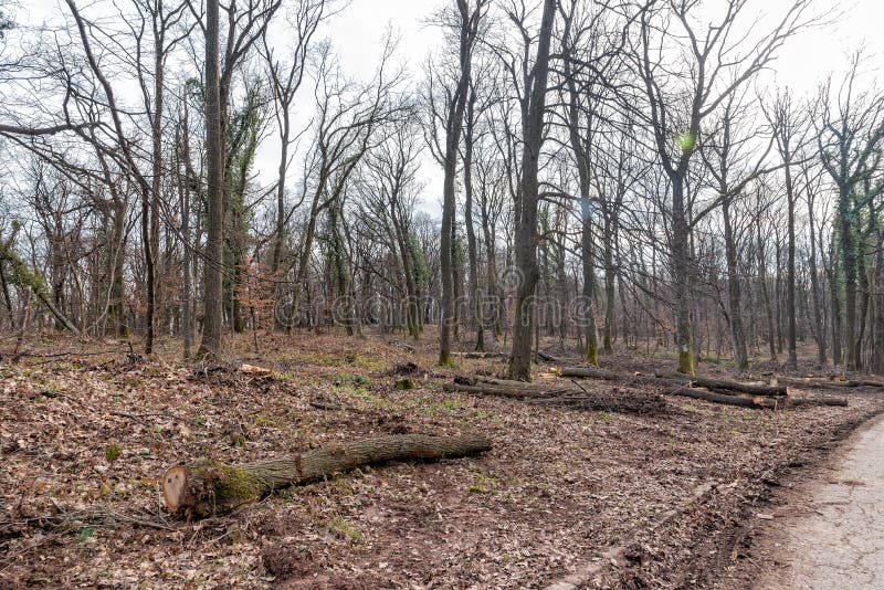 Deforestation, Dead Trees and Forest Dieback Stock Image - Image of ...