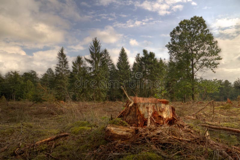 Deforestation, Large-scale Deforestation, Destruction of the ...